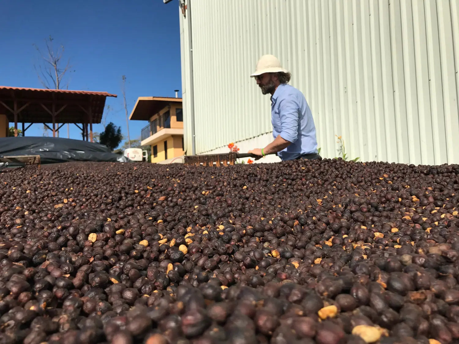 How Coffee is Processed: Dry vs. Washed Explained – Dritan Alsela Shop